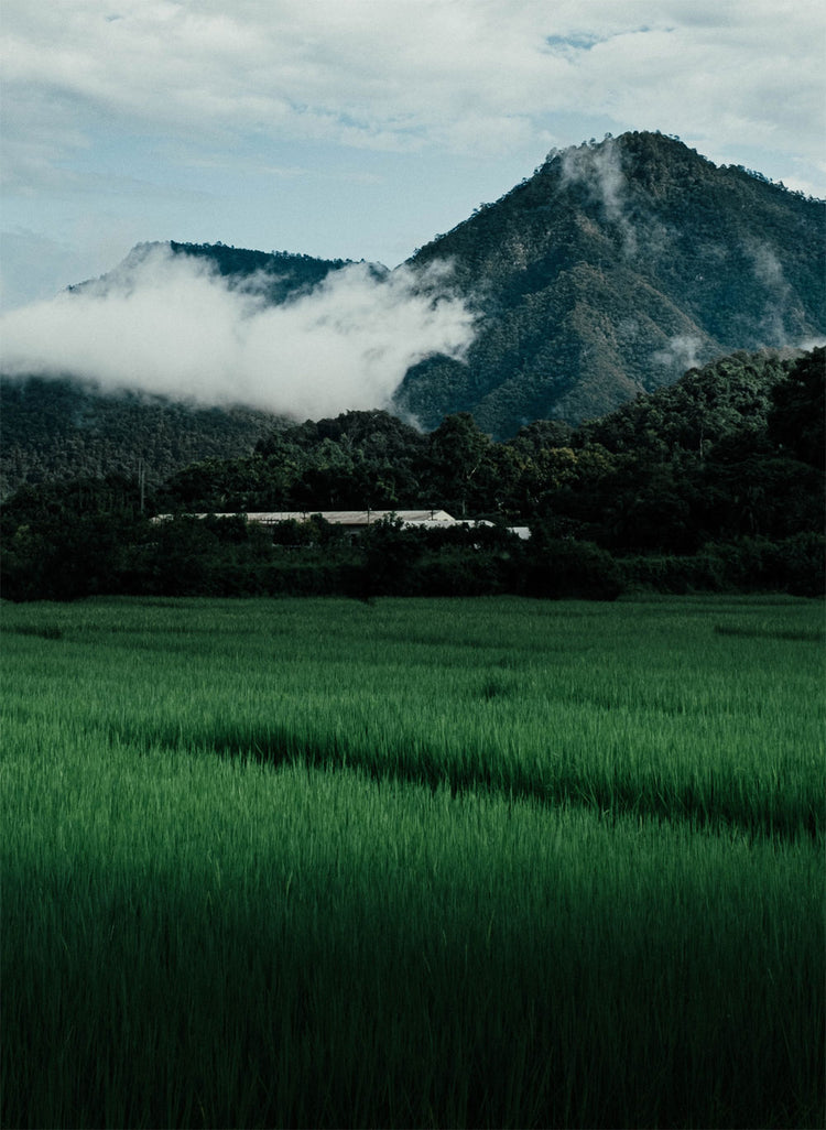 KHEE Soju | 키소주